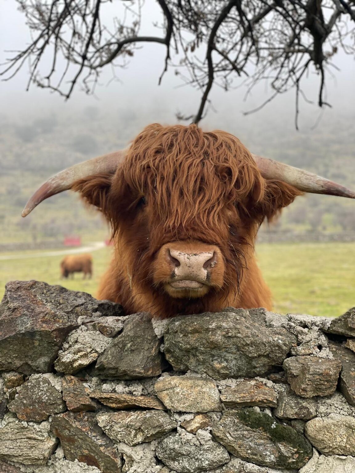 Vacas Highland en España • Agroturismo El Capriolo